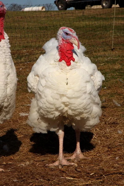 Pasture Raised Turkey Archives - Honey Brook Farms - Culpeper, VA